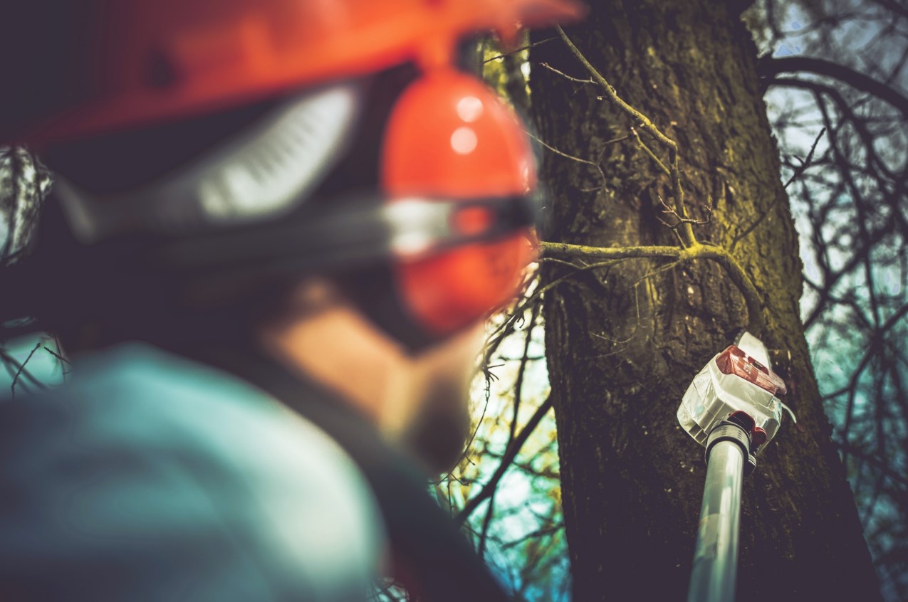 Tree Removal Guidelines in King County – TERREWORKS Blog