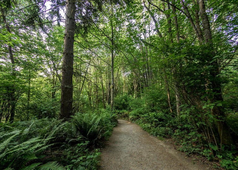 Biophilic Design: Bringing Nature Back into Seattle’s Urban Landscape ...