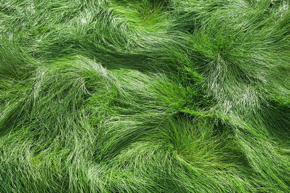 Native & No-Mow Lawns – TERREWORKS